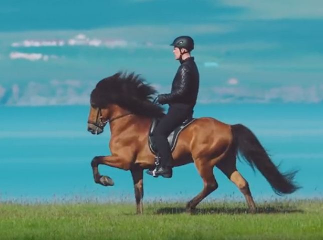 Das Islandpferd